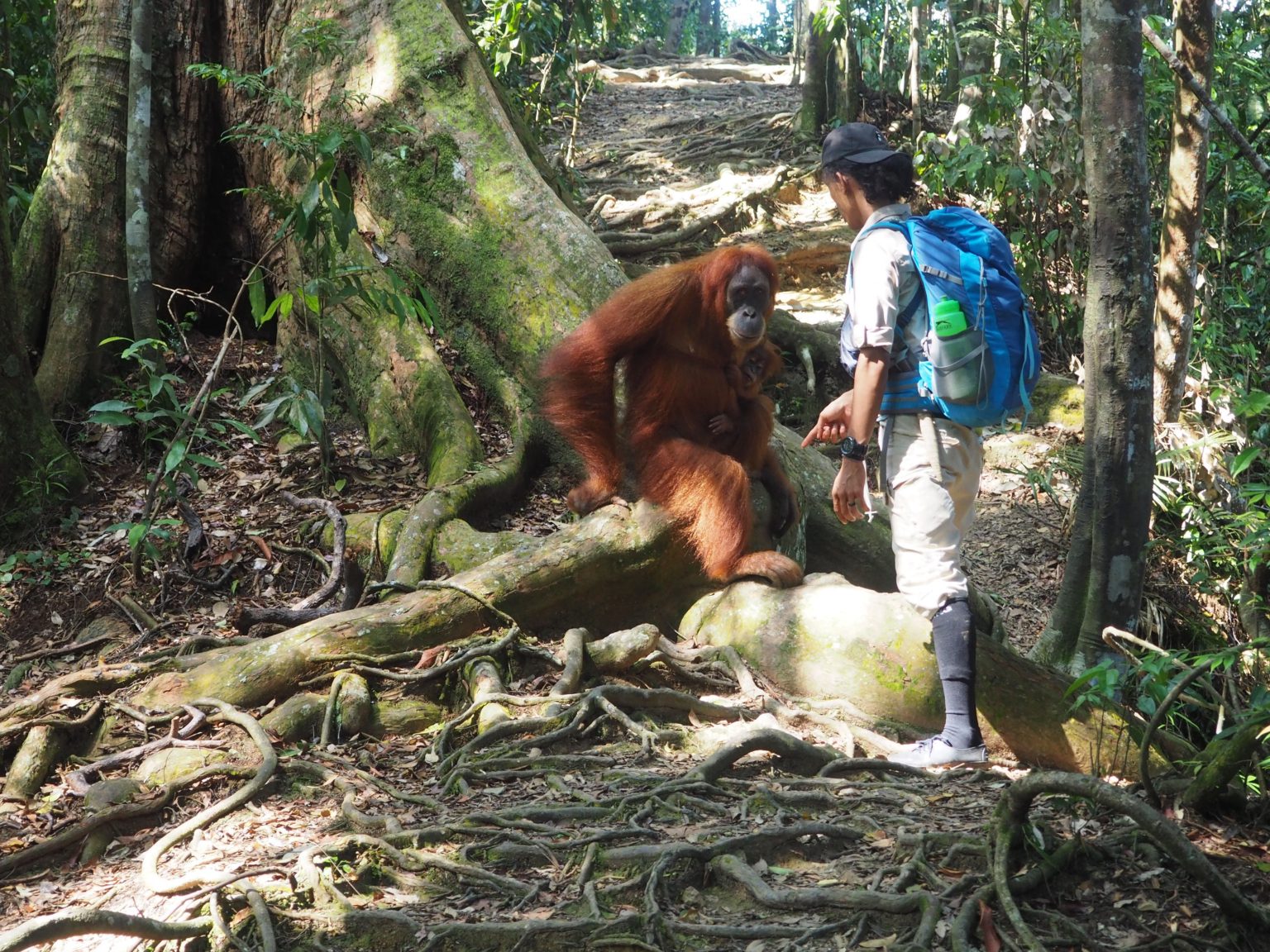 Welcome to the Jungle - Wandering Jue